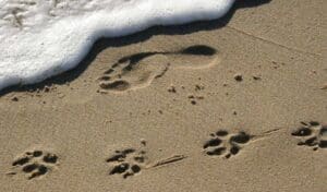 About Us - Forest Dog Rescue