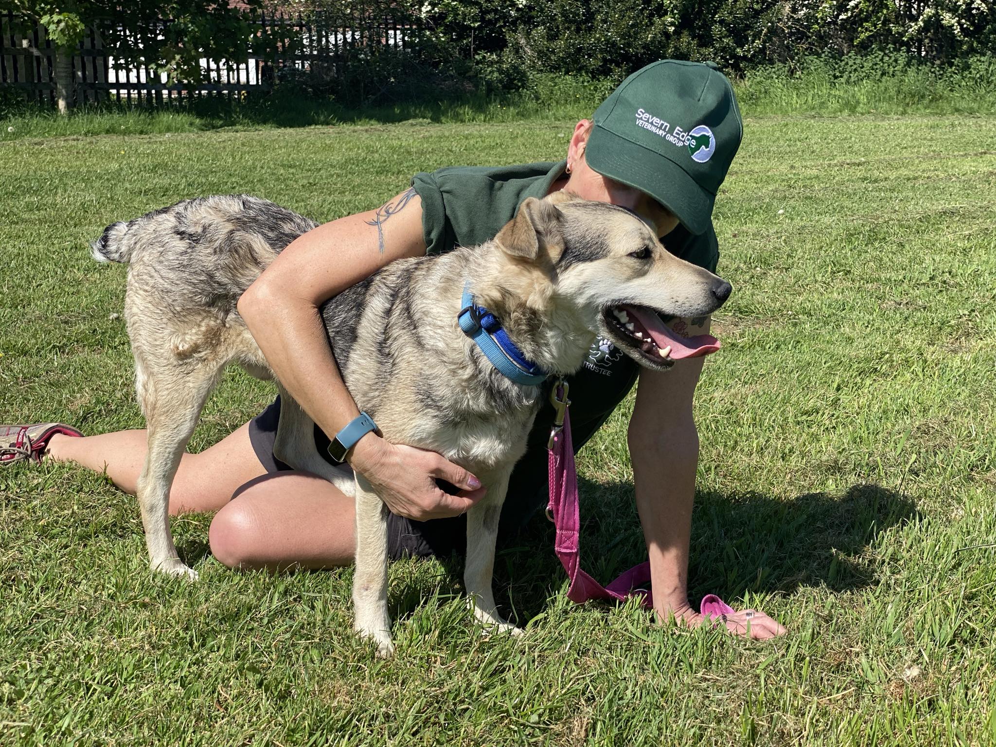 Dogs - Forest Dog Rescue