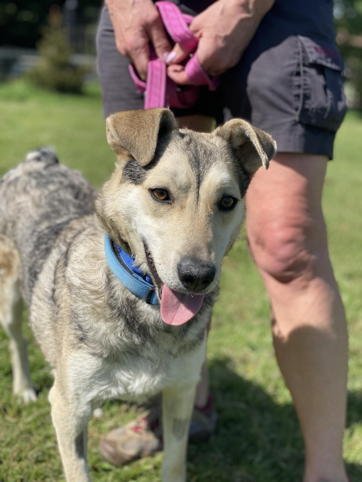 Dogs - Forest Dog Rescue