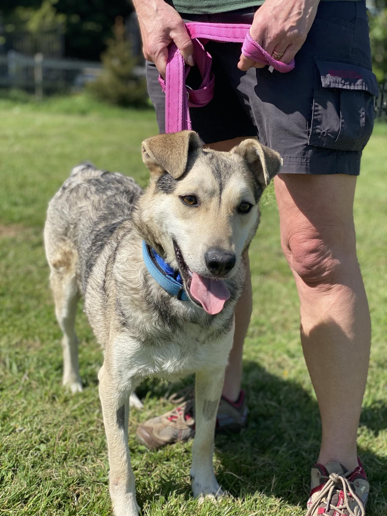 Dogs - Forest Dog Rescue