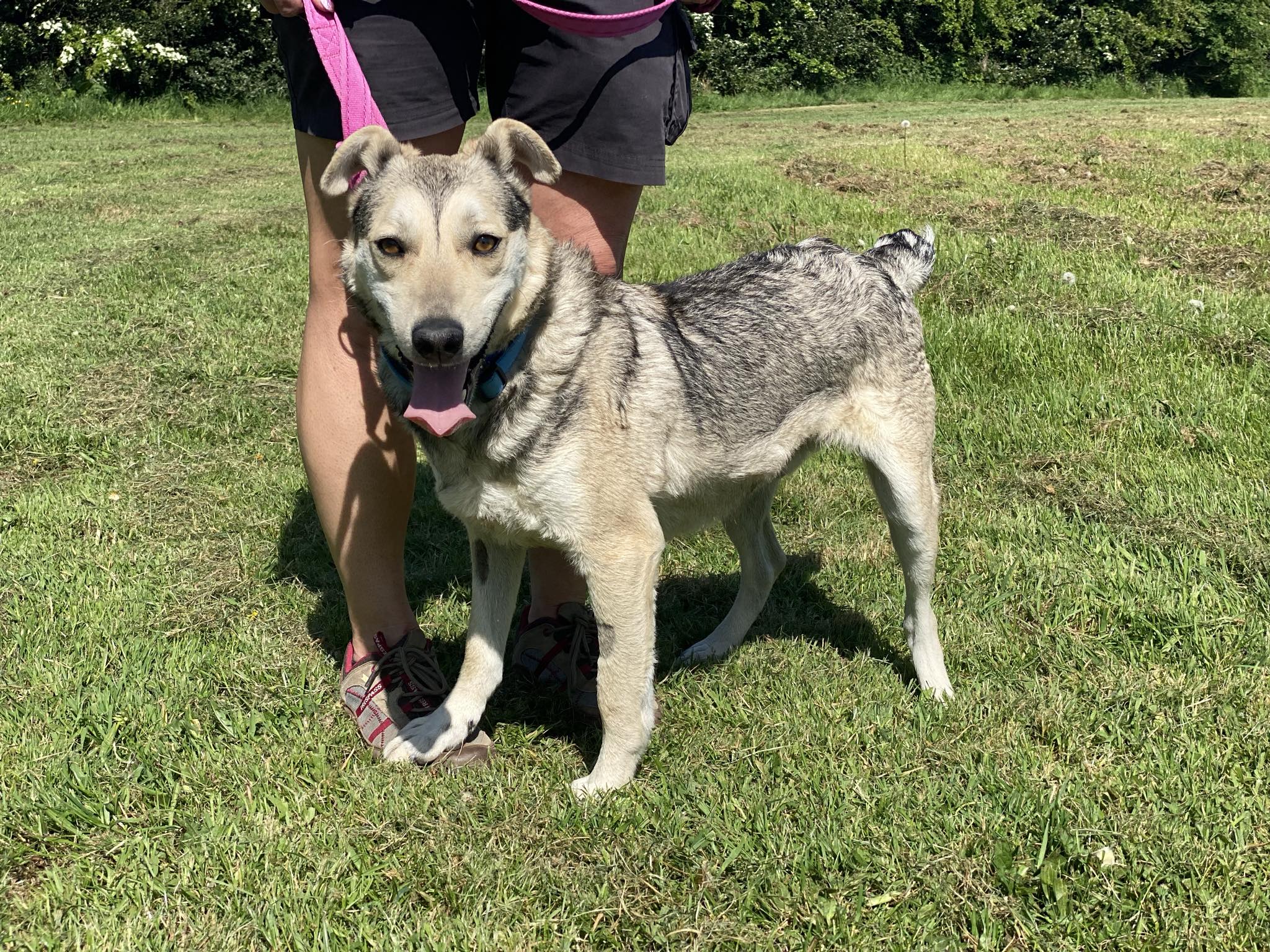 Dogs - Forest Dog Rescue