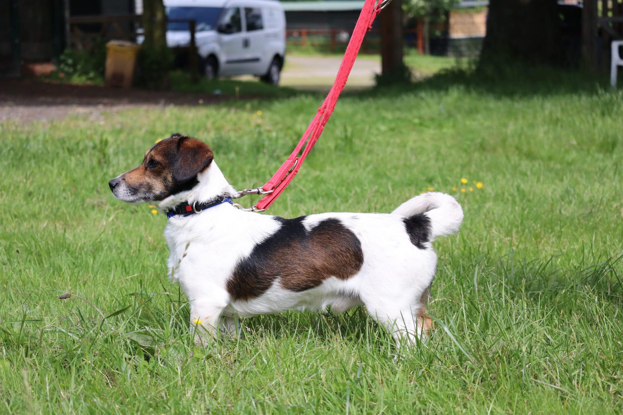 Dogs - Forest Dog Rescue