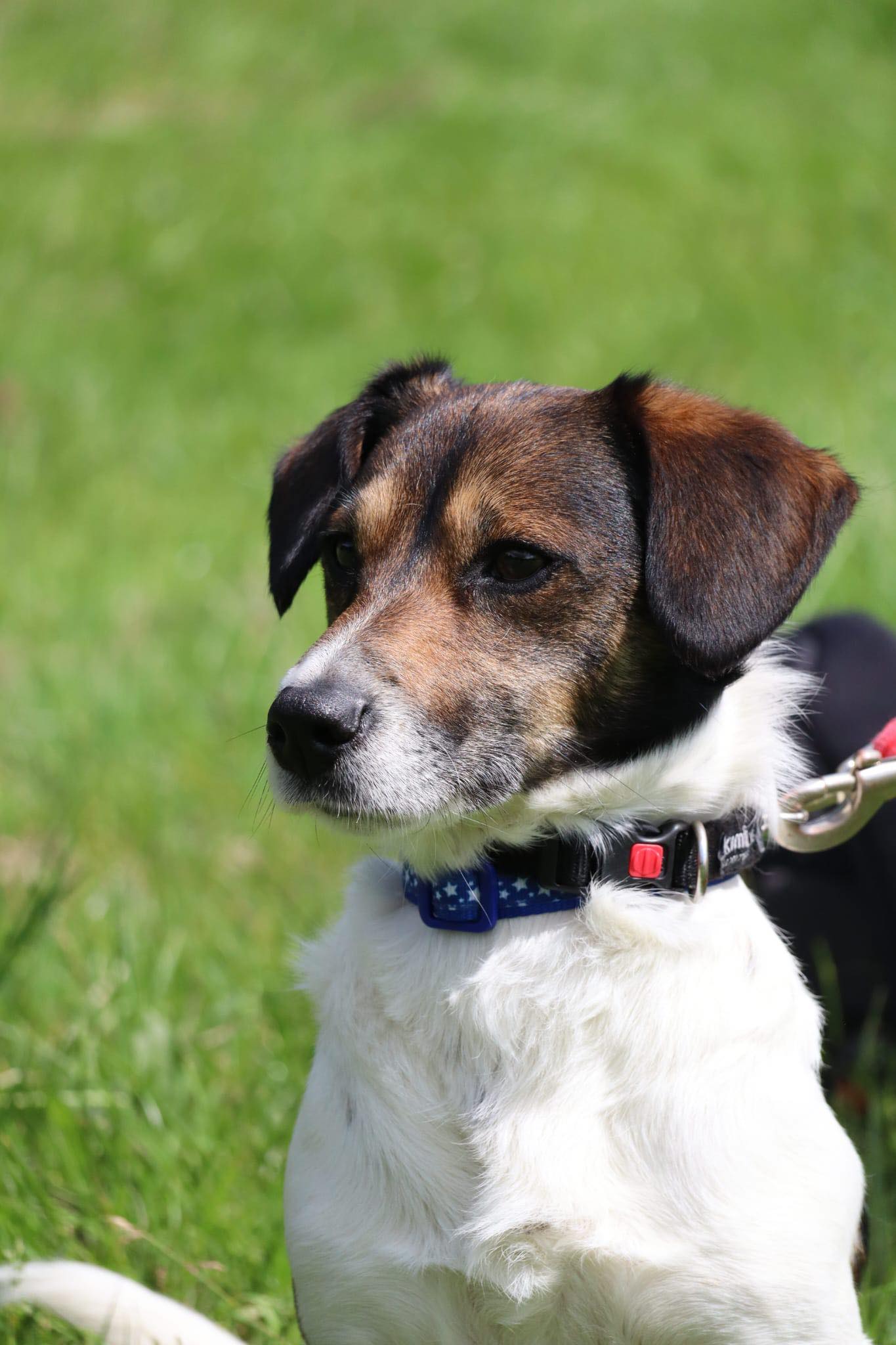 Dogs - Forest Dog Rescue