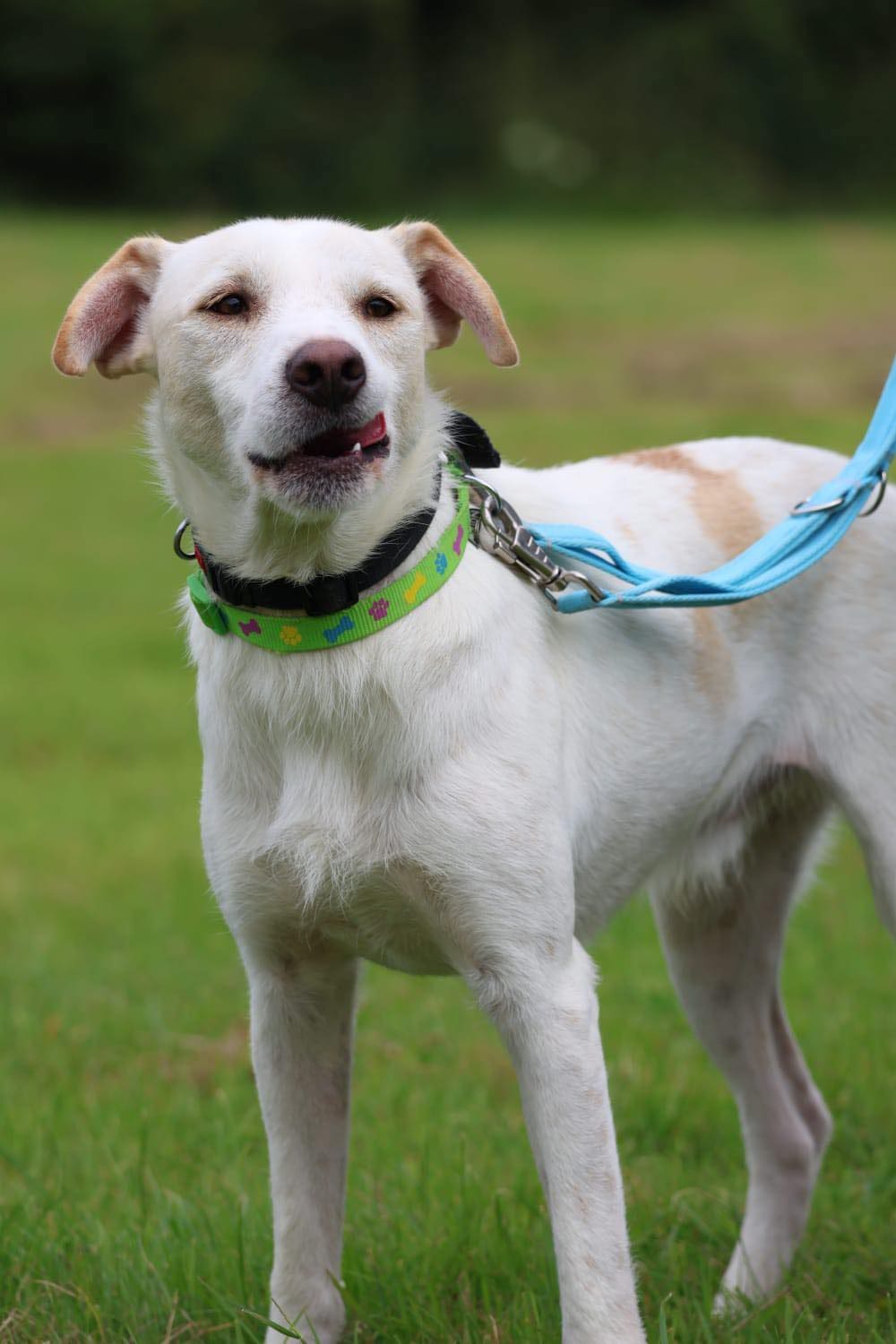 Dogs - Forest Dog Rescue