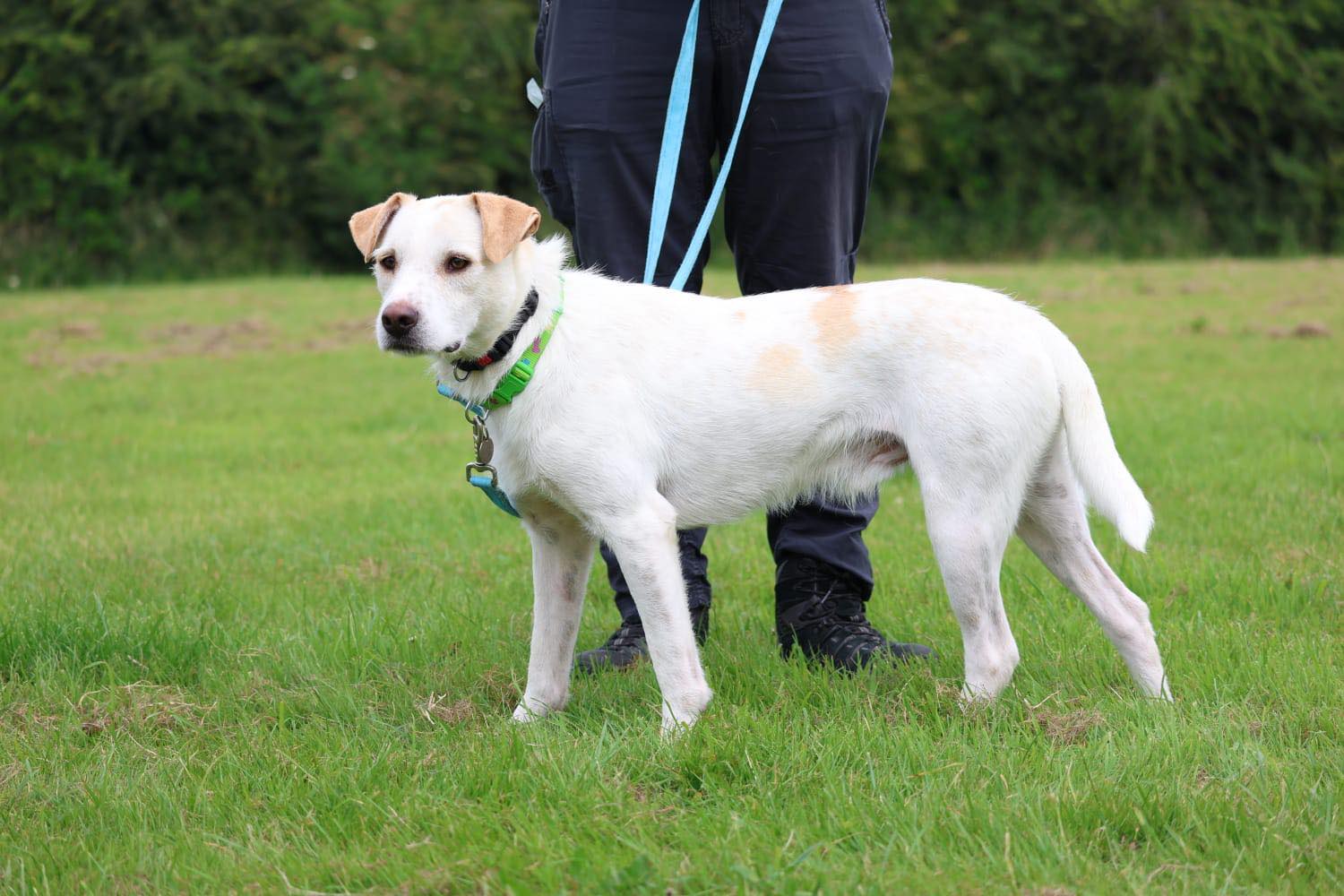 Dogs - Forest Dog Rescue