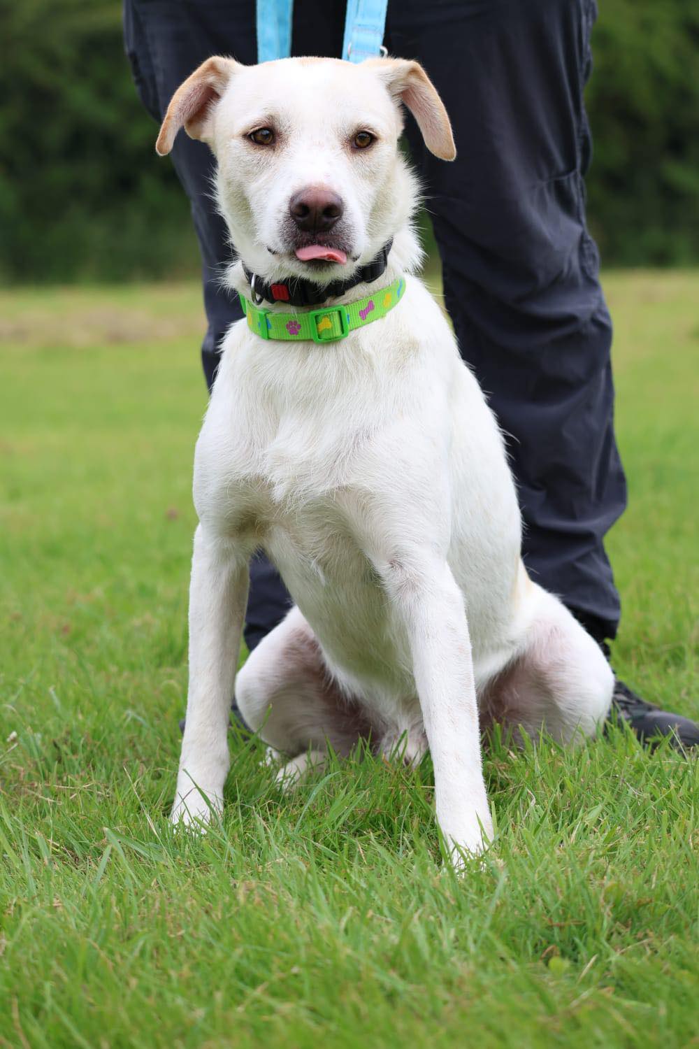 Dogs - Forest Dog Rescue