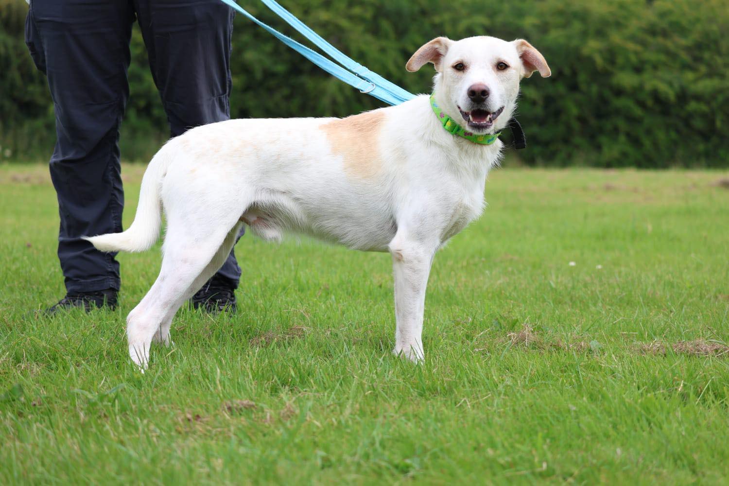 Dogs - Forest Dog Rescue