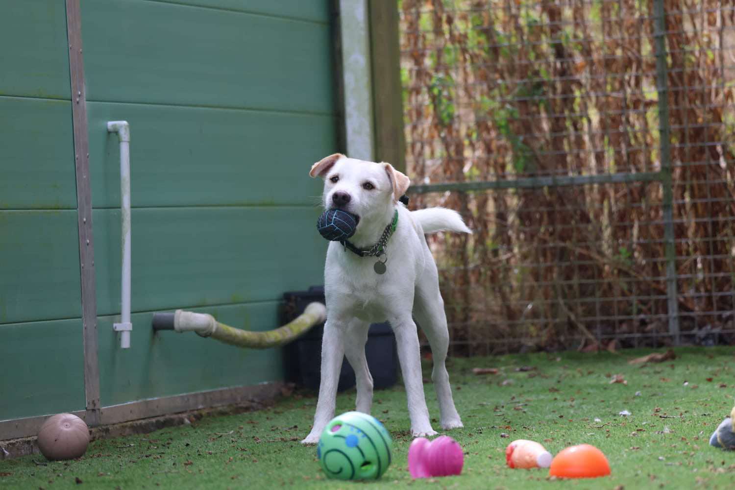 Dogs - Forest Dog Rescue