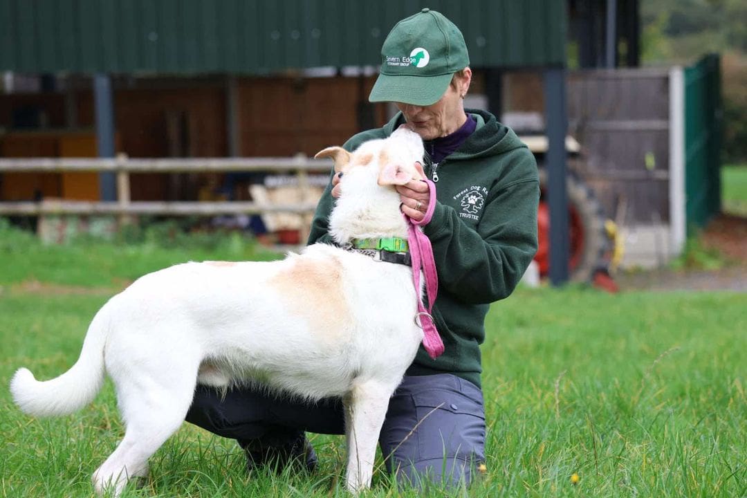 Dogs - Forest Dog Rescue