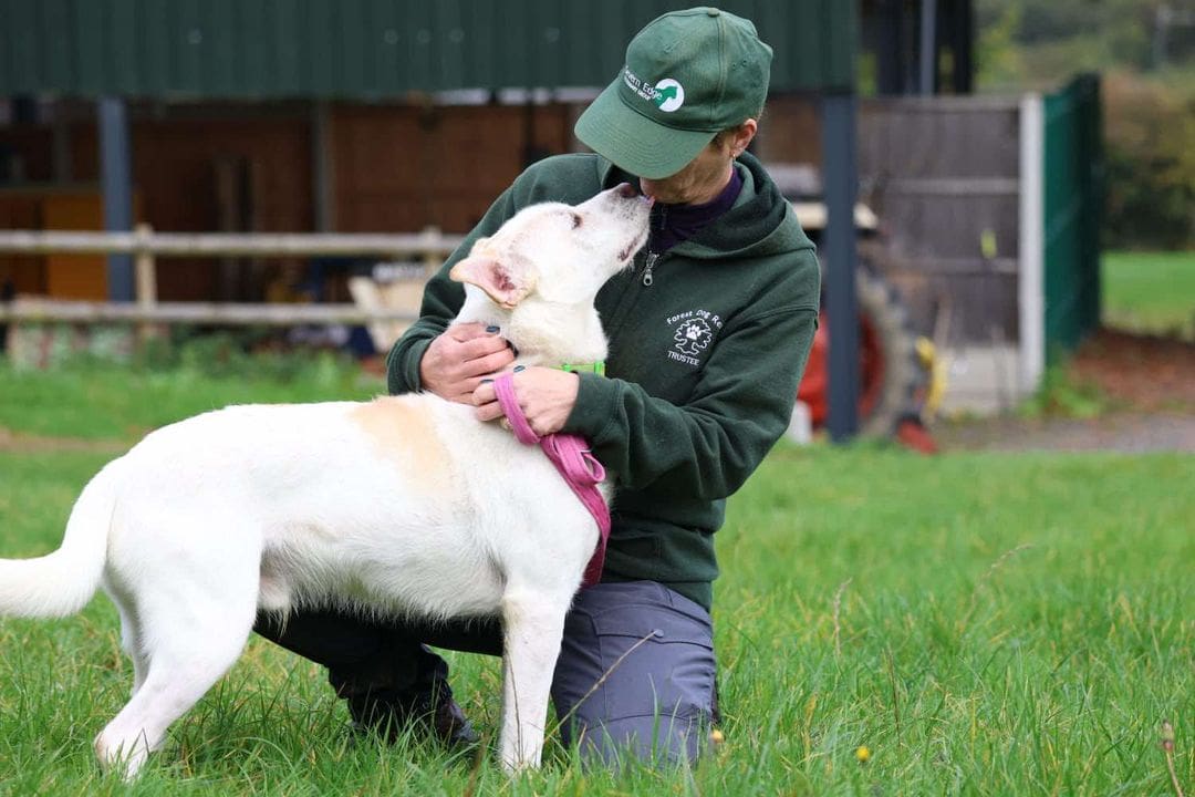 Dogs - Forest Dog Rescue