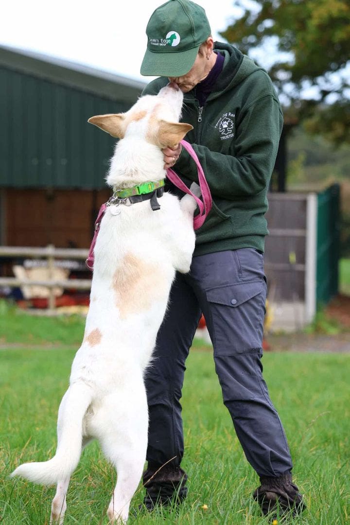 Dogs - Forest Dog Rescue