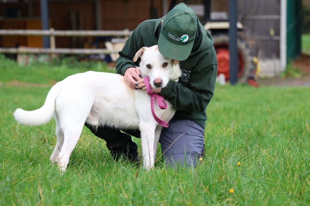 Dogs - Forest Dog Rescue