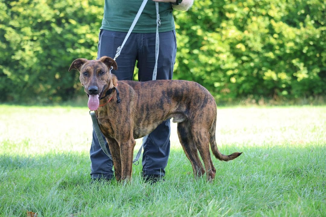 Dogs - Forest Dog Rescue