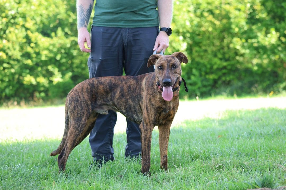 Dogs - Forest Dog Rescue