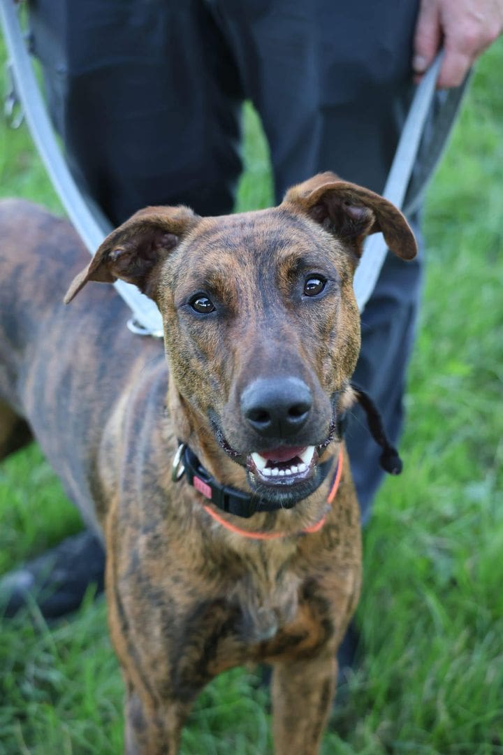 Dogs - Forest Dog Rescue