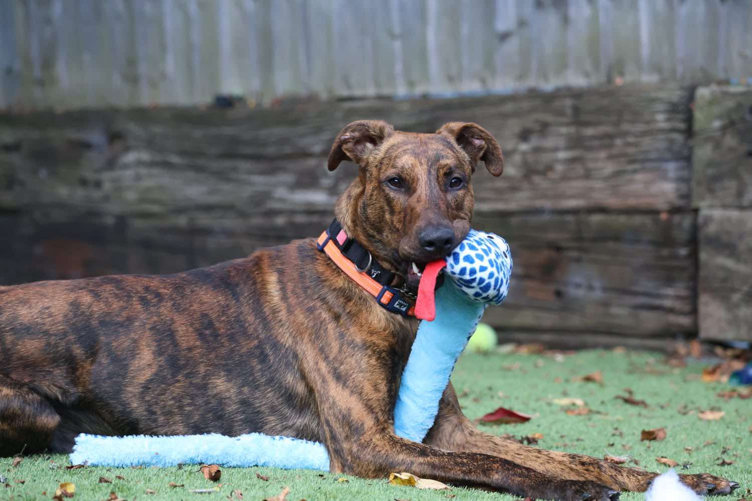 Dogs - Forest Dog Rescue