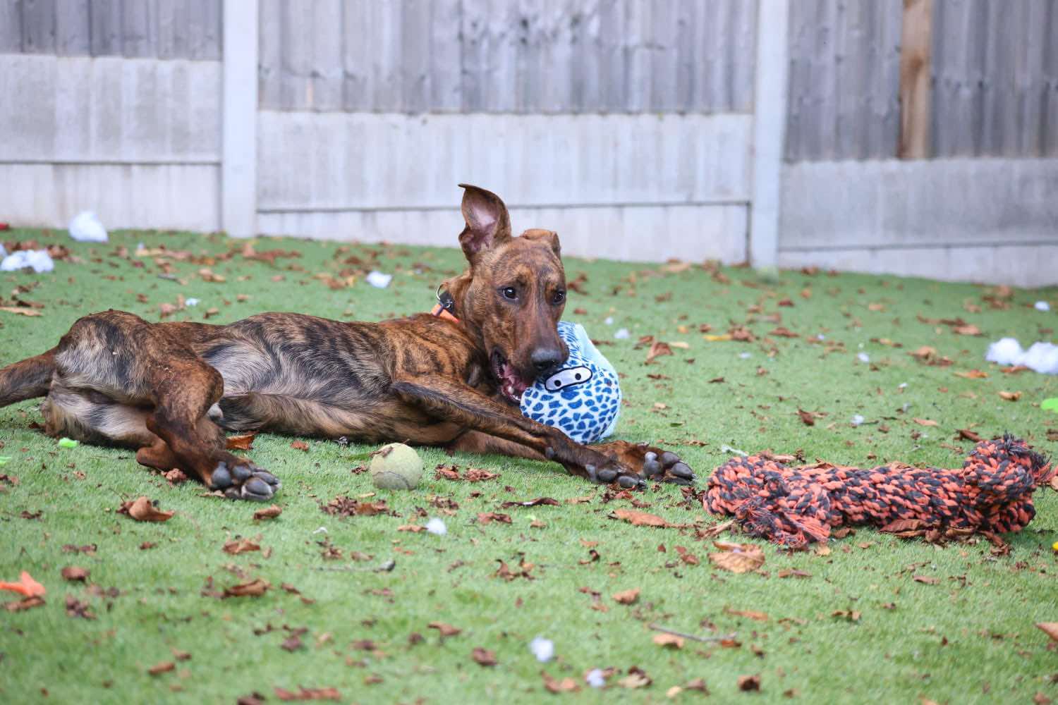 Dogs - Forest Dog Rescue