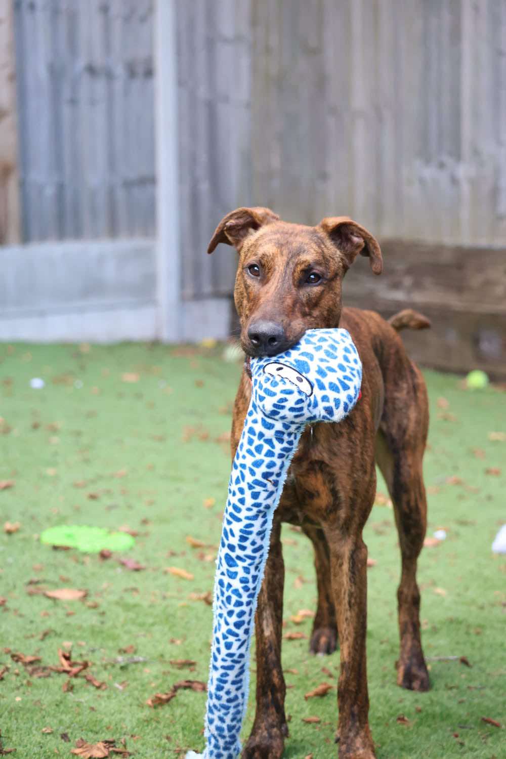 Dogs - Forest Dog Rescue