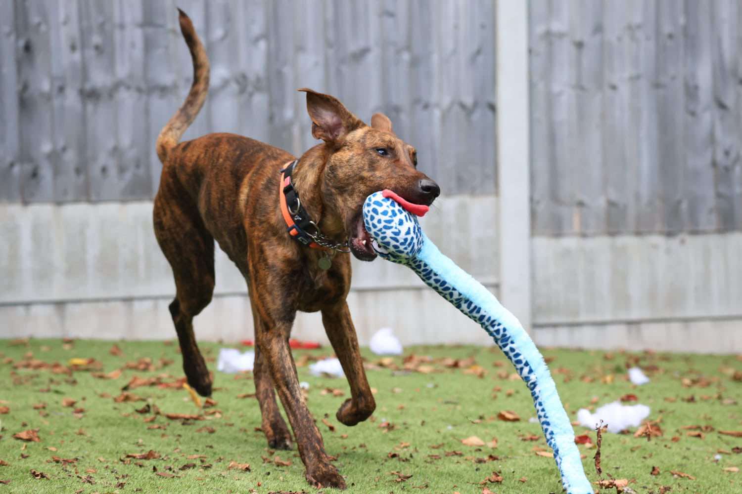 Dogs - Forest Dog Rescue