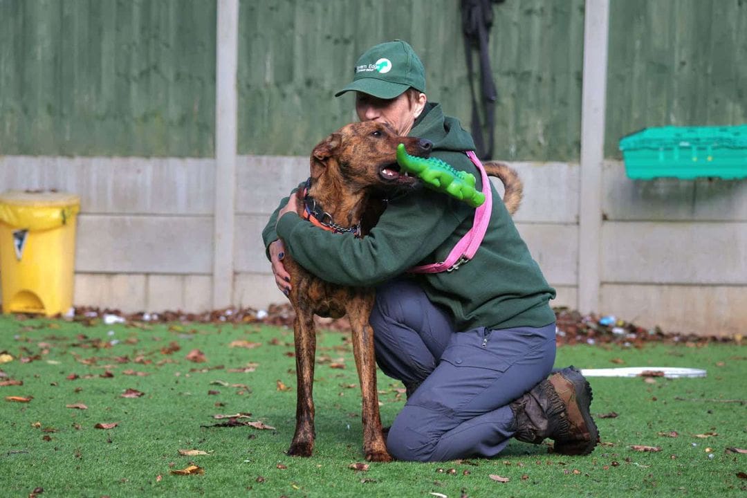 Dogs - Forest Dog Rescue