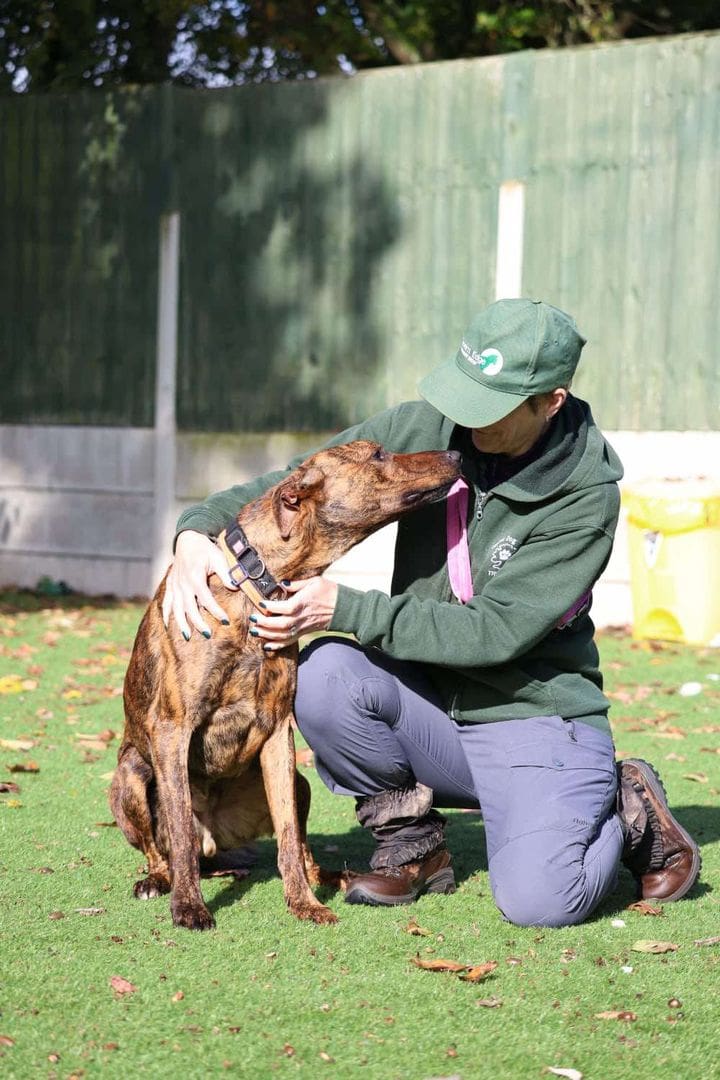 Dogs - Forest Dog Rescue