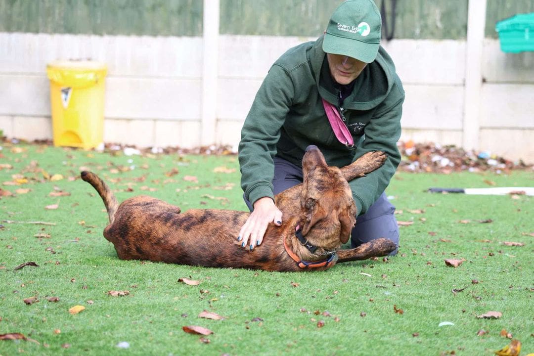 Dogs - Forest Dog Rescue