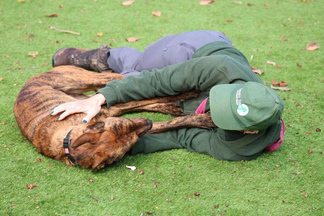 Dogs - Forest Dog Rescue