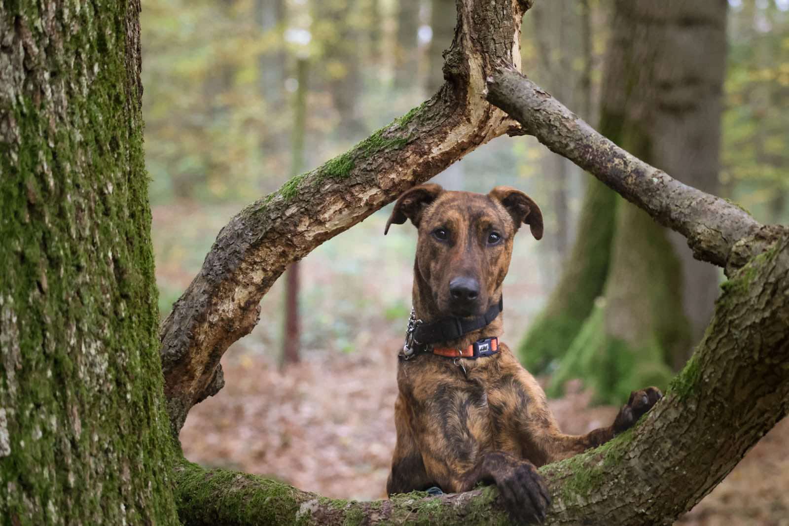 Dogs - Forest Dog Rescue