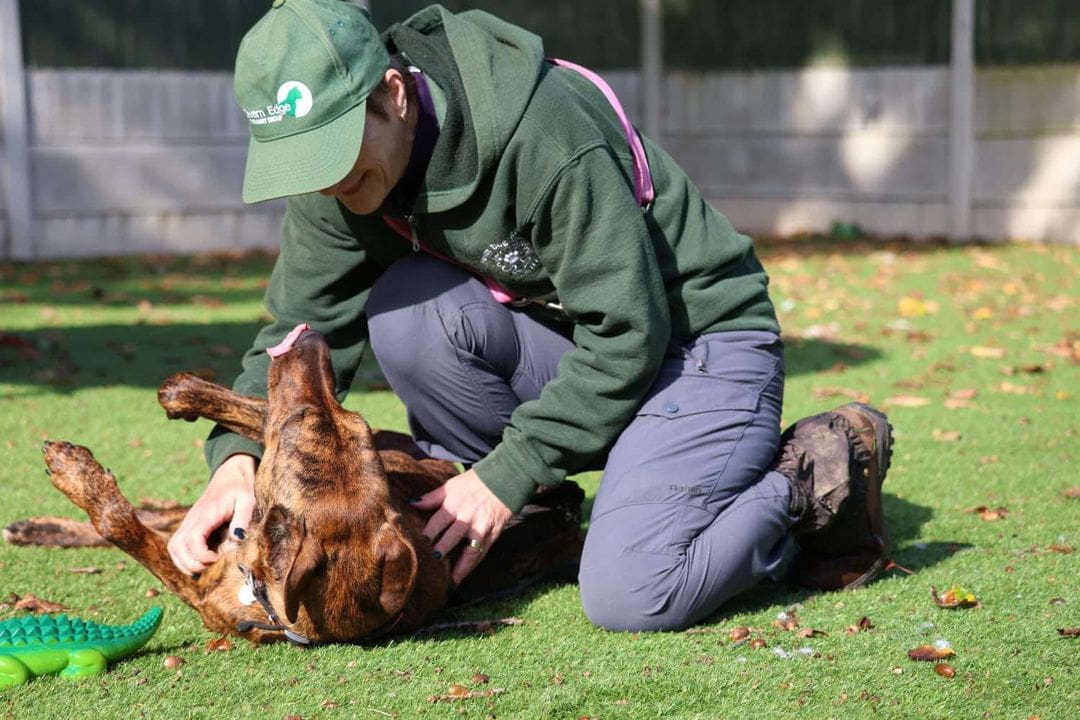 Dogs - Forest Dog Rescue