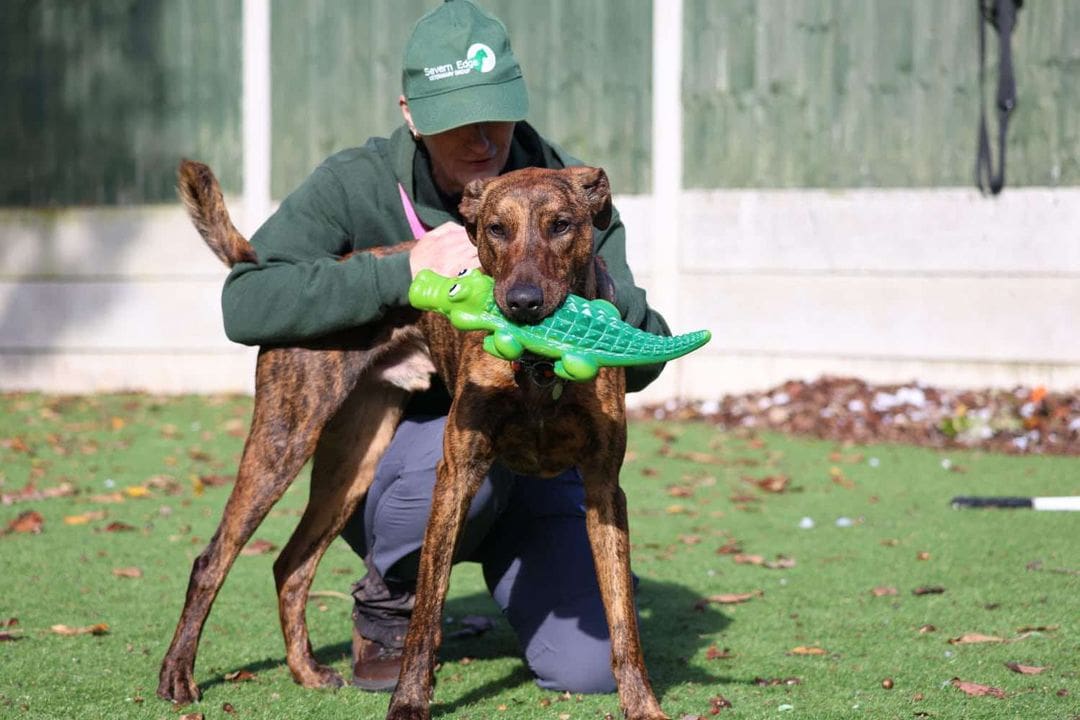 Dogs - Forest Dog Rescue