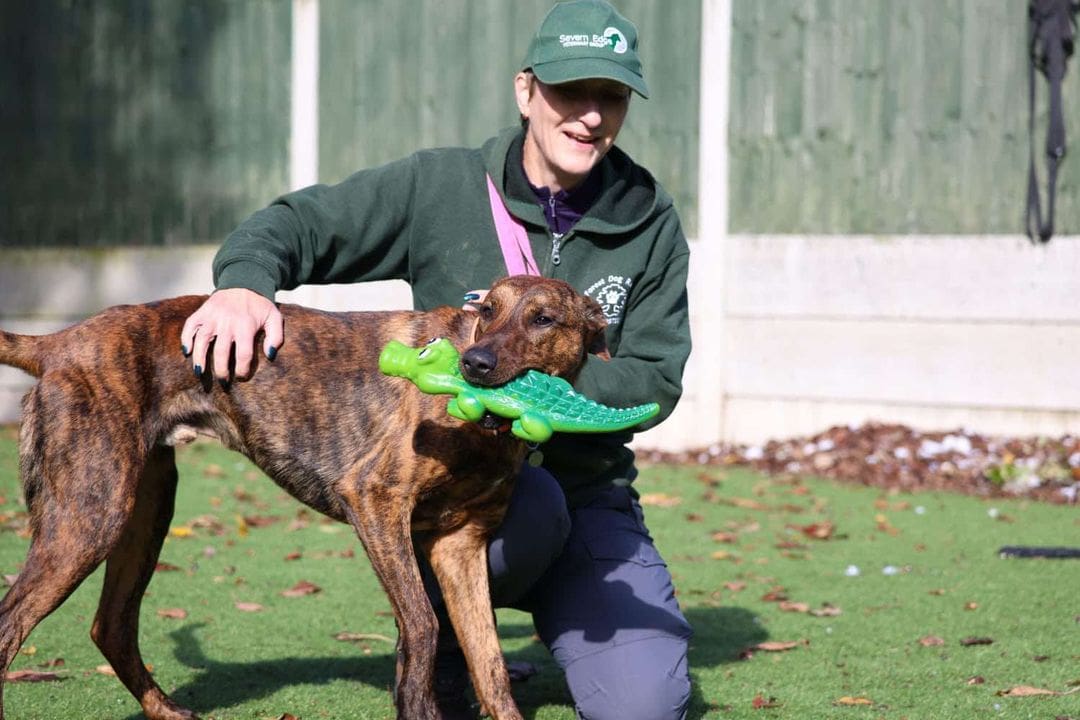 Dogs - Forest Dog Rescue