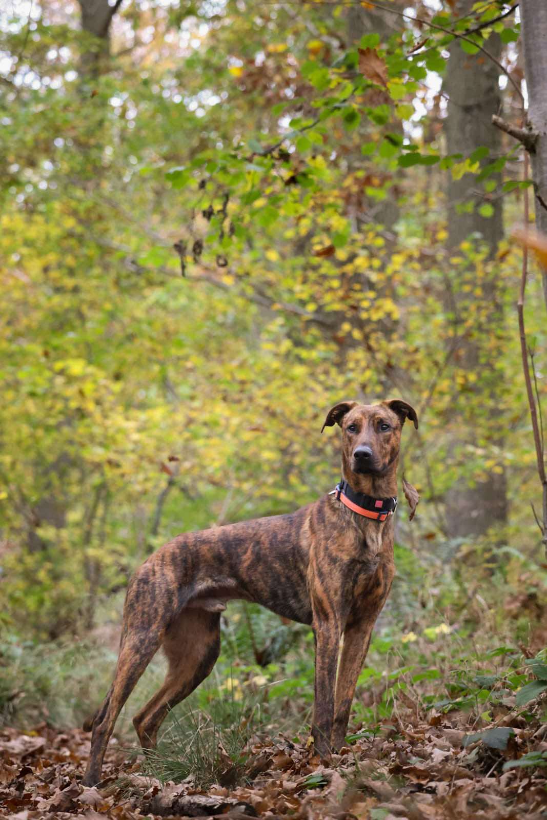 Dogs - Forest Dog Rescue