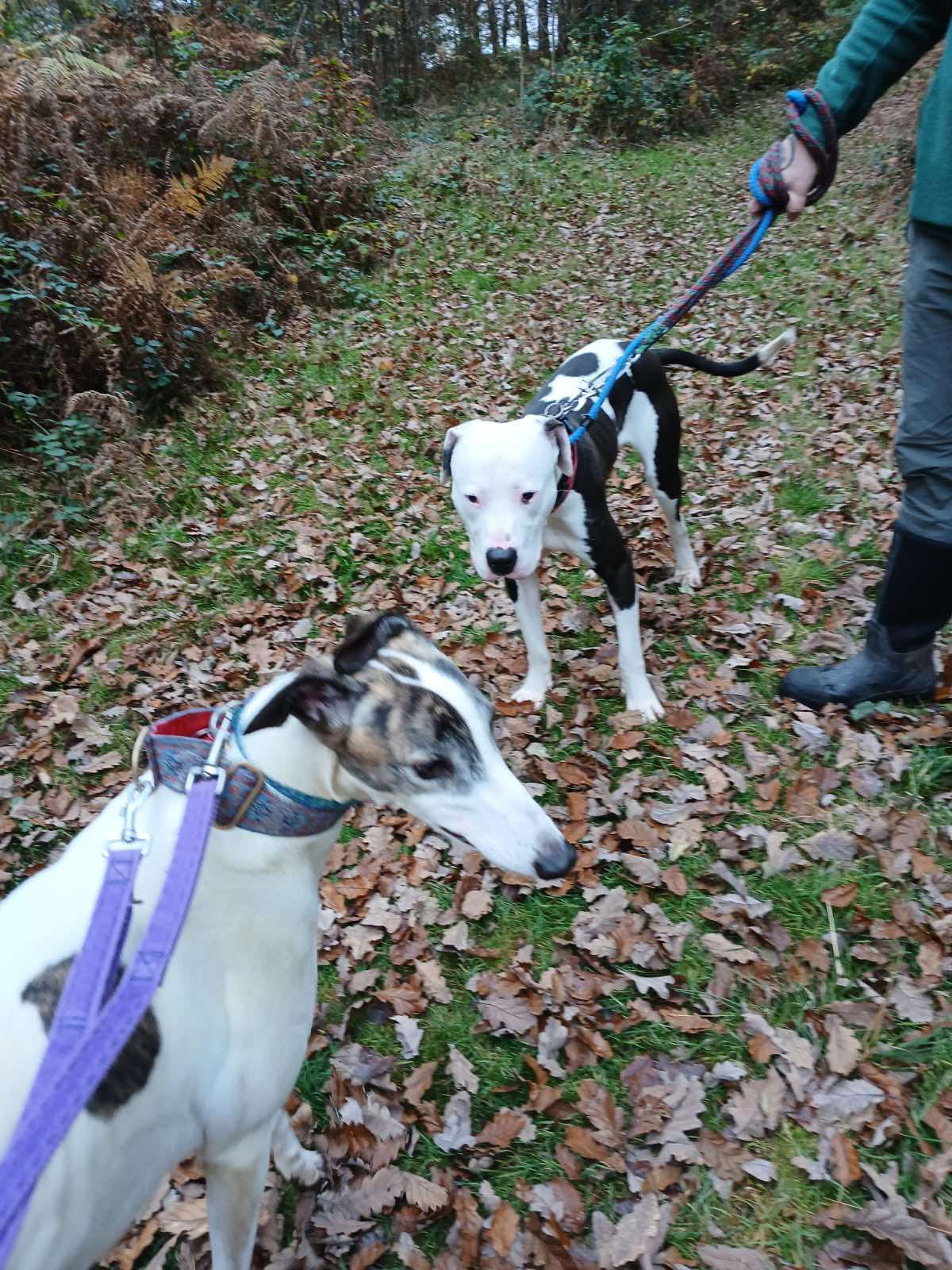 Dogs - Forest Dog Rescue