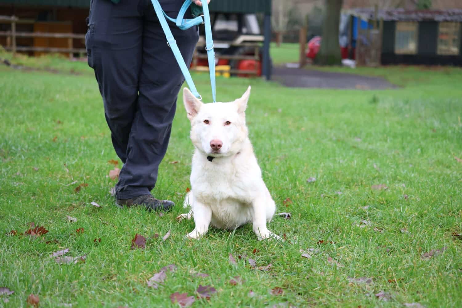 Dogs - Forest Dog Rescue