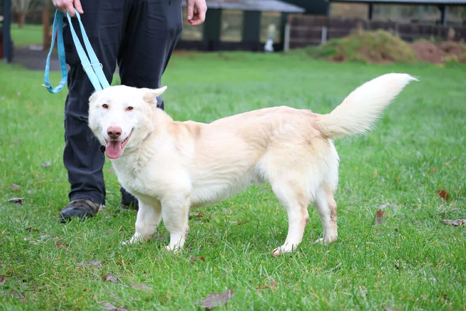 Dogs - Forest Dog Rescue