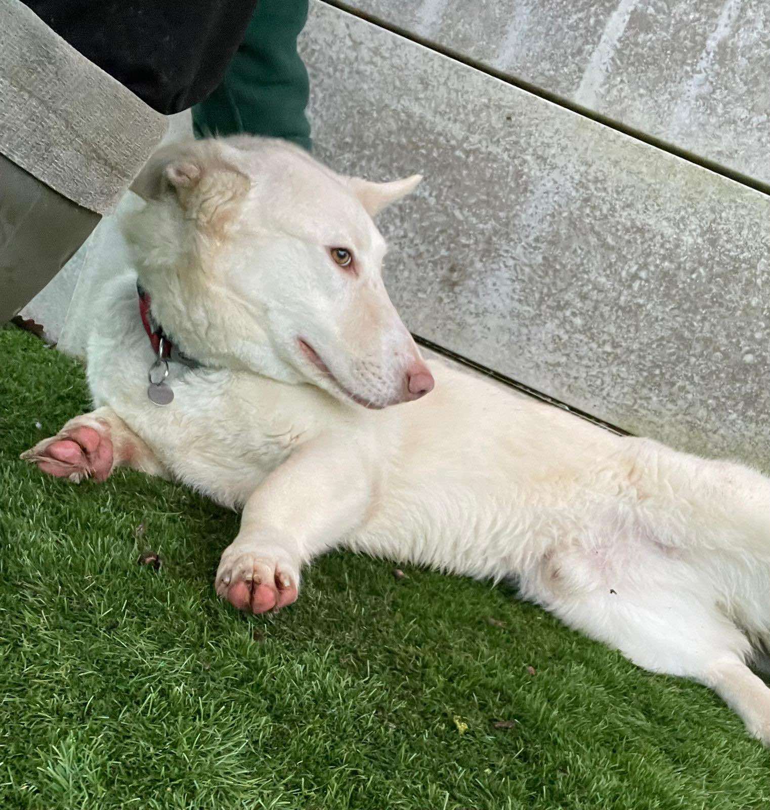 Dogs - Forest Dog Rescue