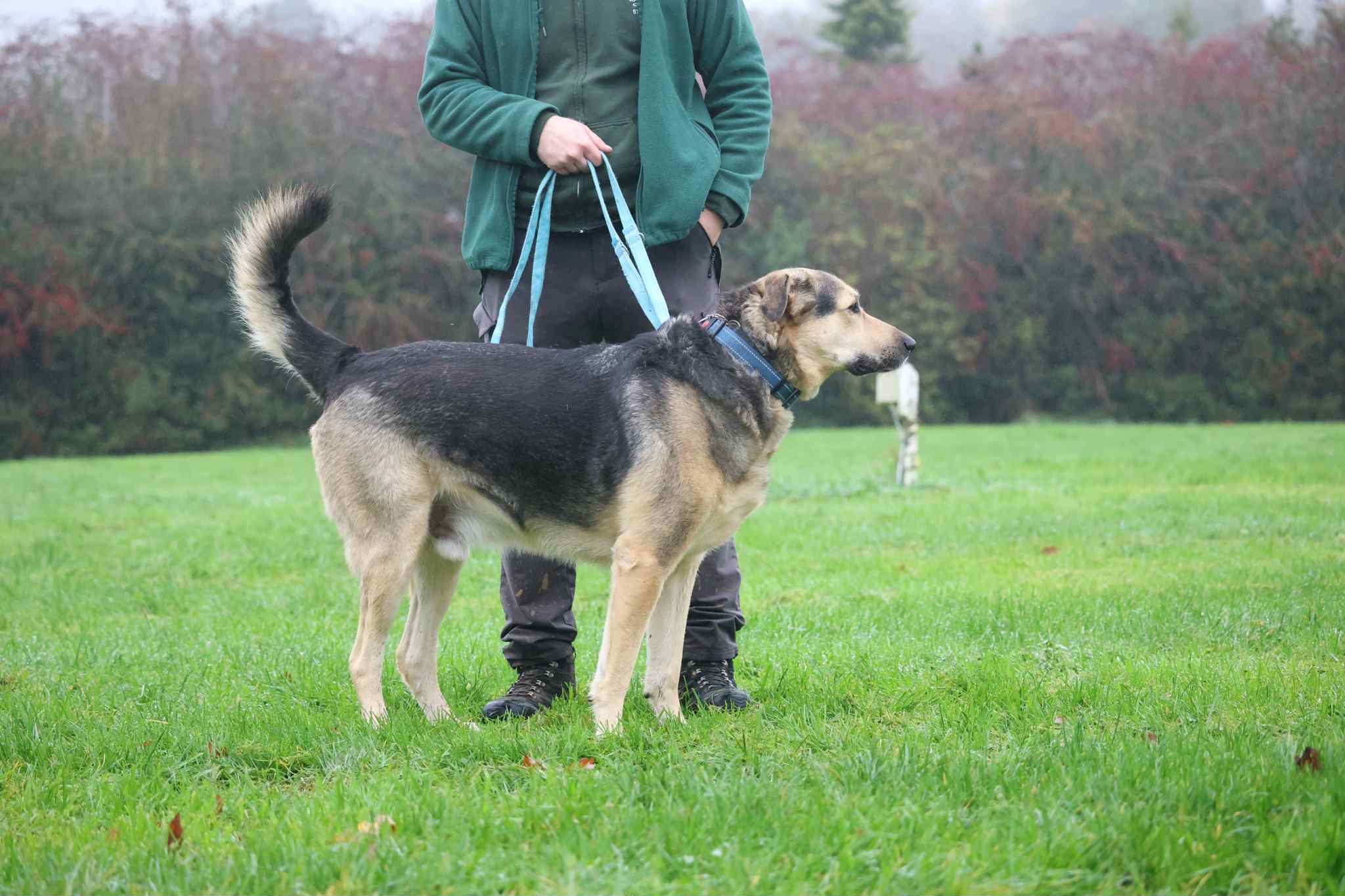 Dogs - Forest Dog Rescue