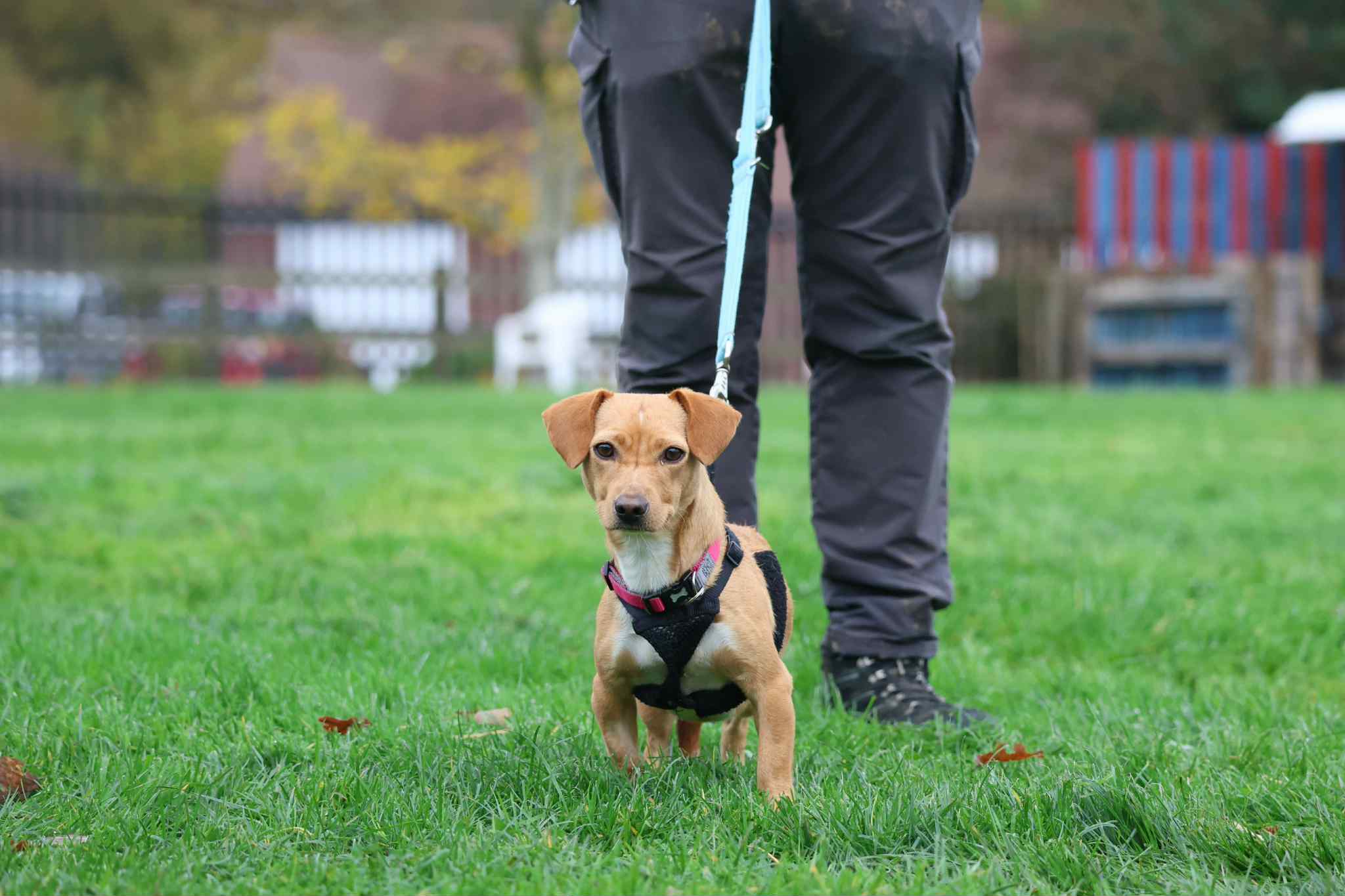 Annie - Forest Dog Rescue