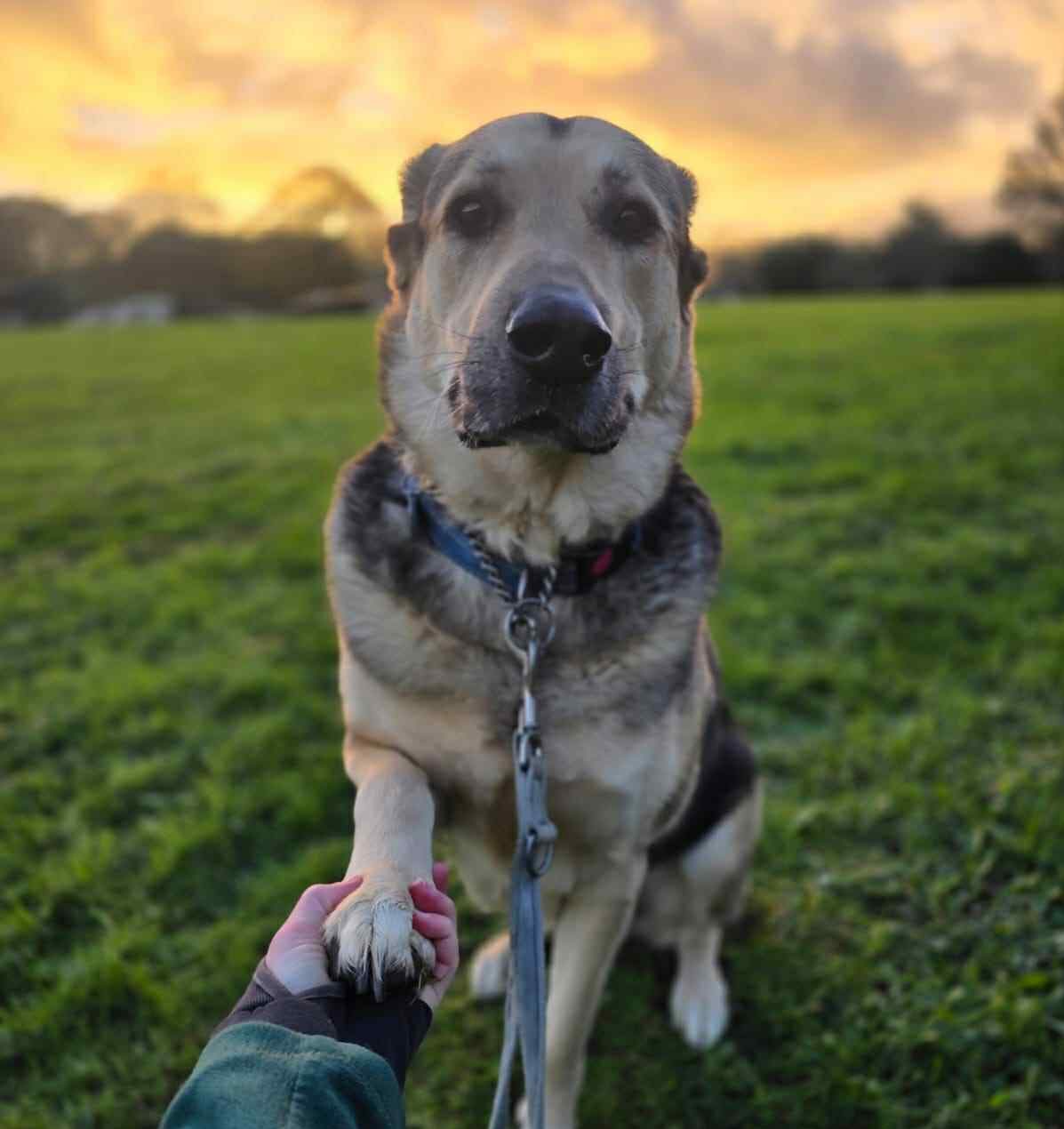 Dogs - Forest Dog Rescue