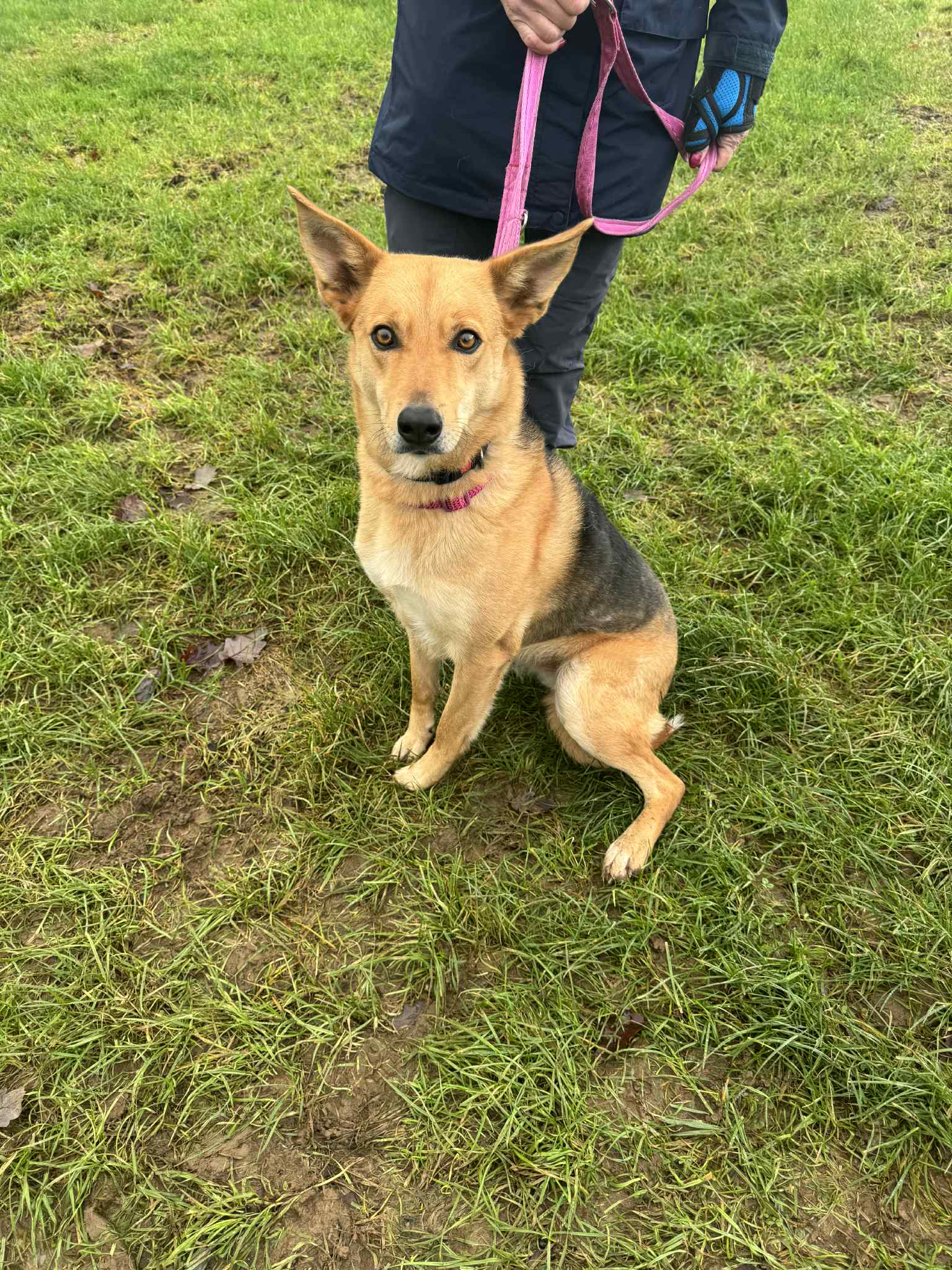 Molly - Forest Dog Rescue